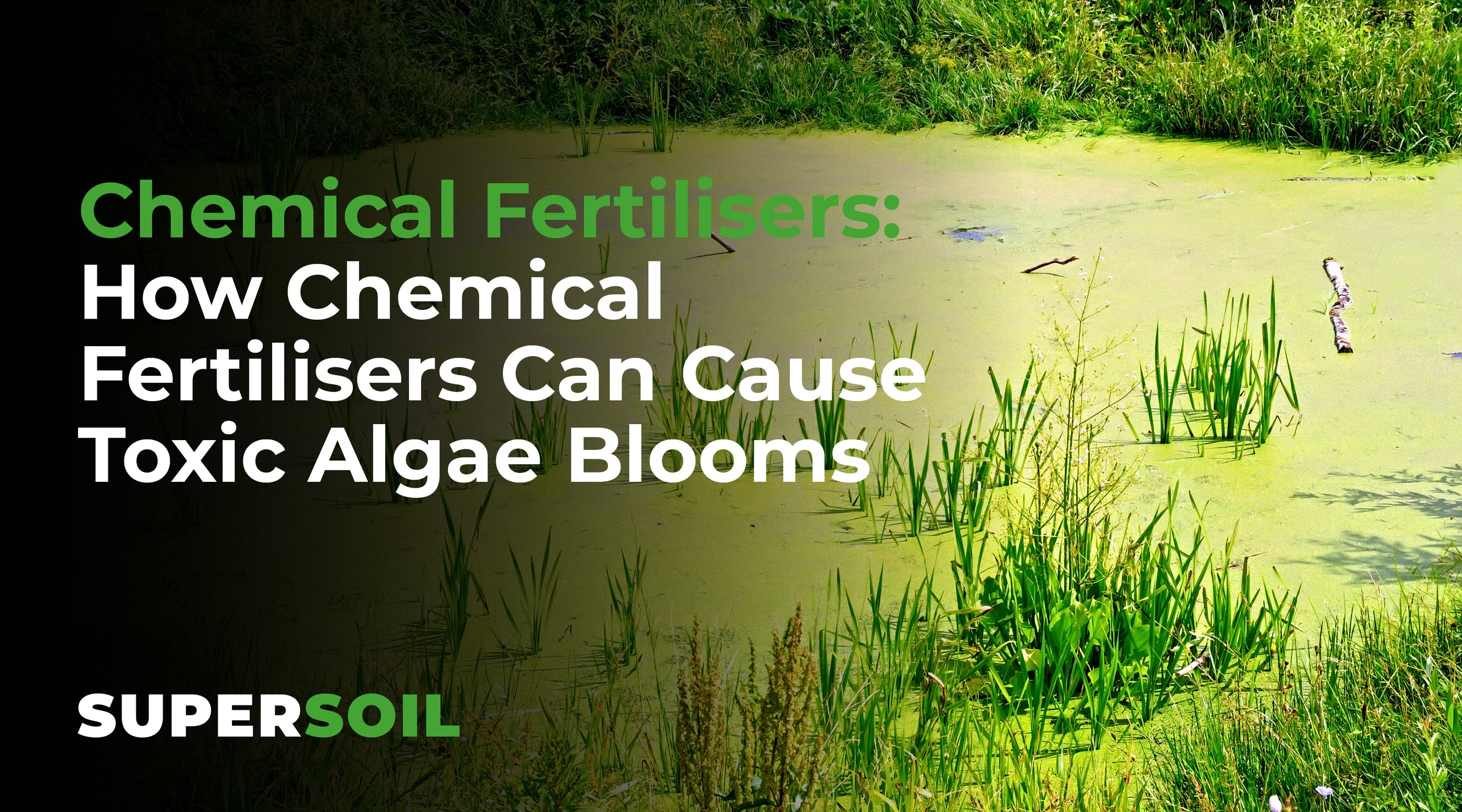 How Chemical Fertilisers Contribute To The Production Of Toxic Algae B ...
