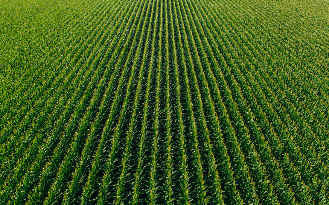 Supersoil - The World's Best Fertiliser